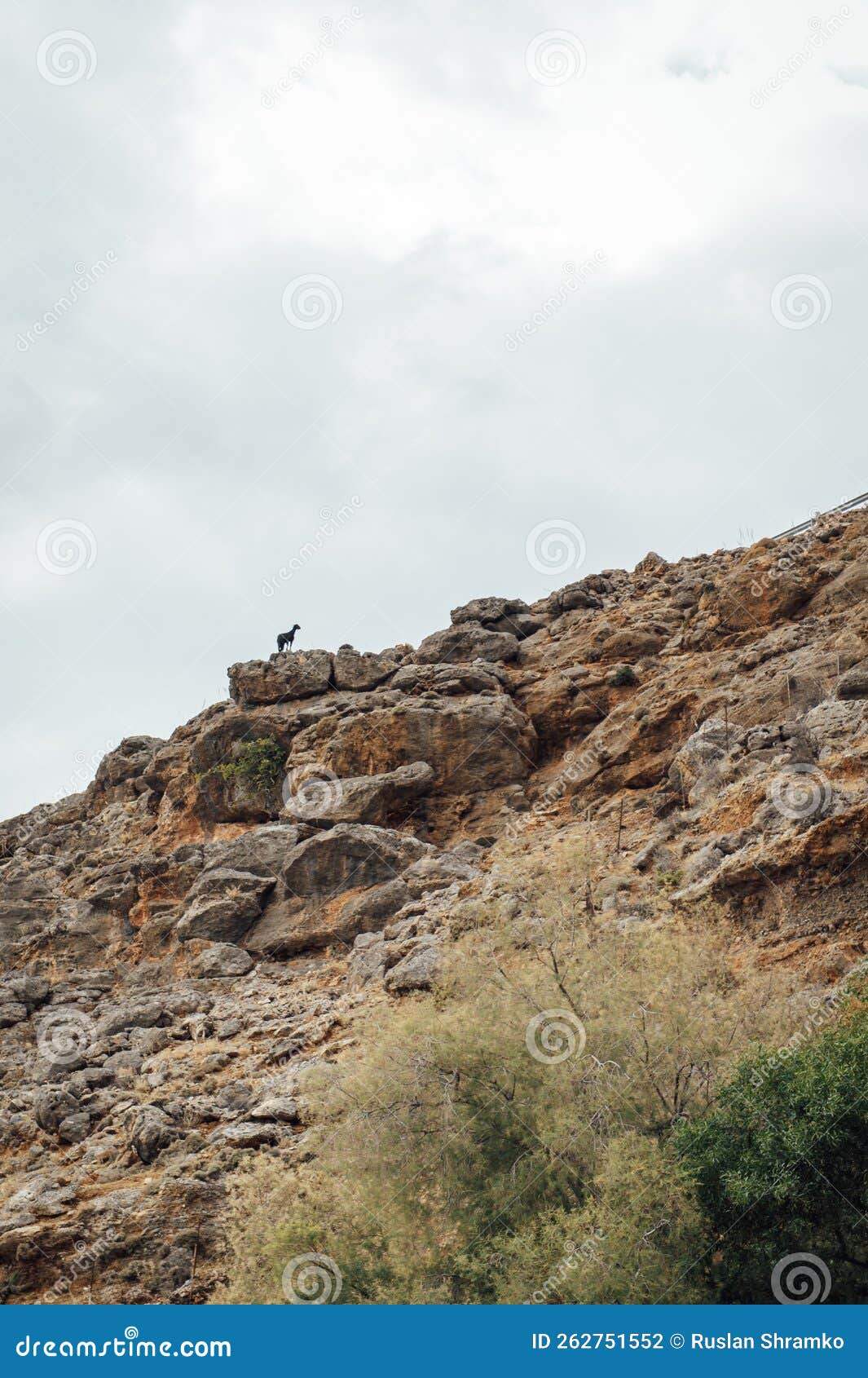 Mountain Goat in the Middle of Nature. Mountain Range, Crete Island ...