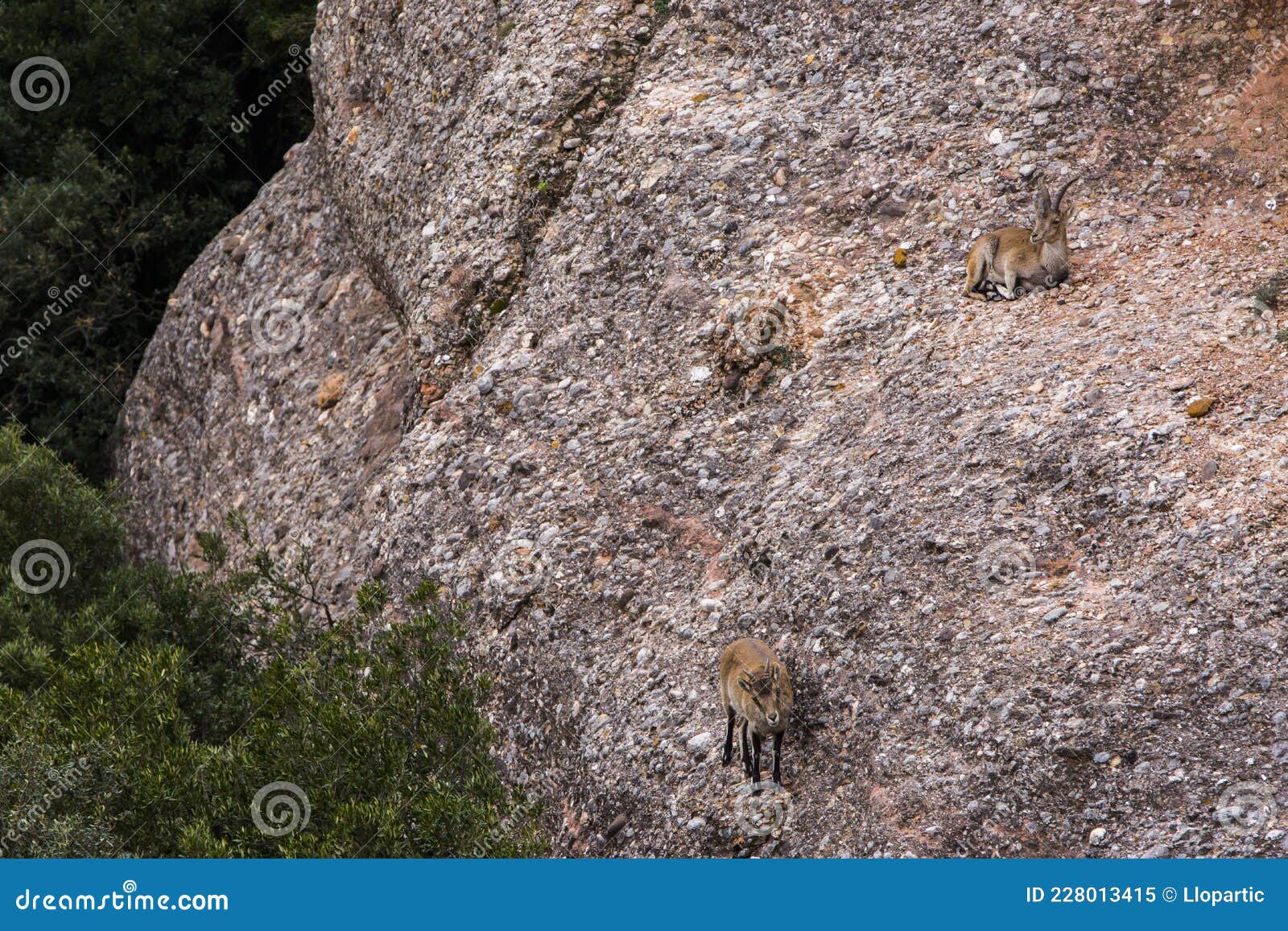 Mountain Goat in Montserrat Mountain, Barcelona, Spain Stock Image ...