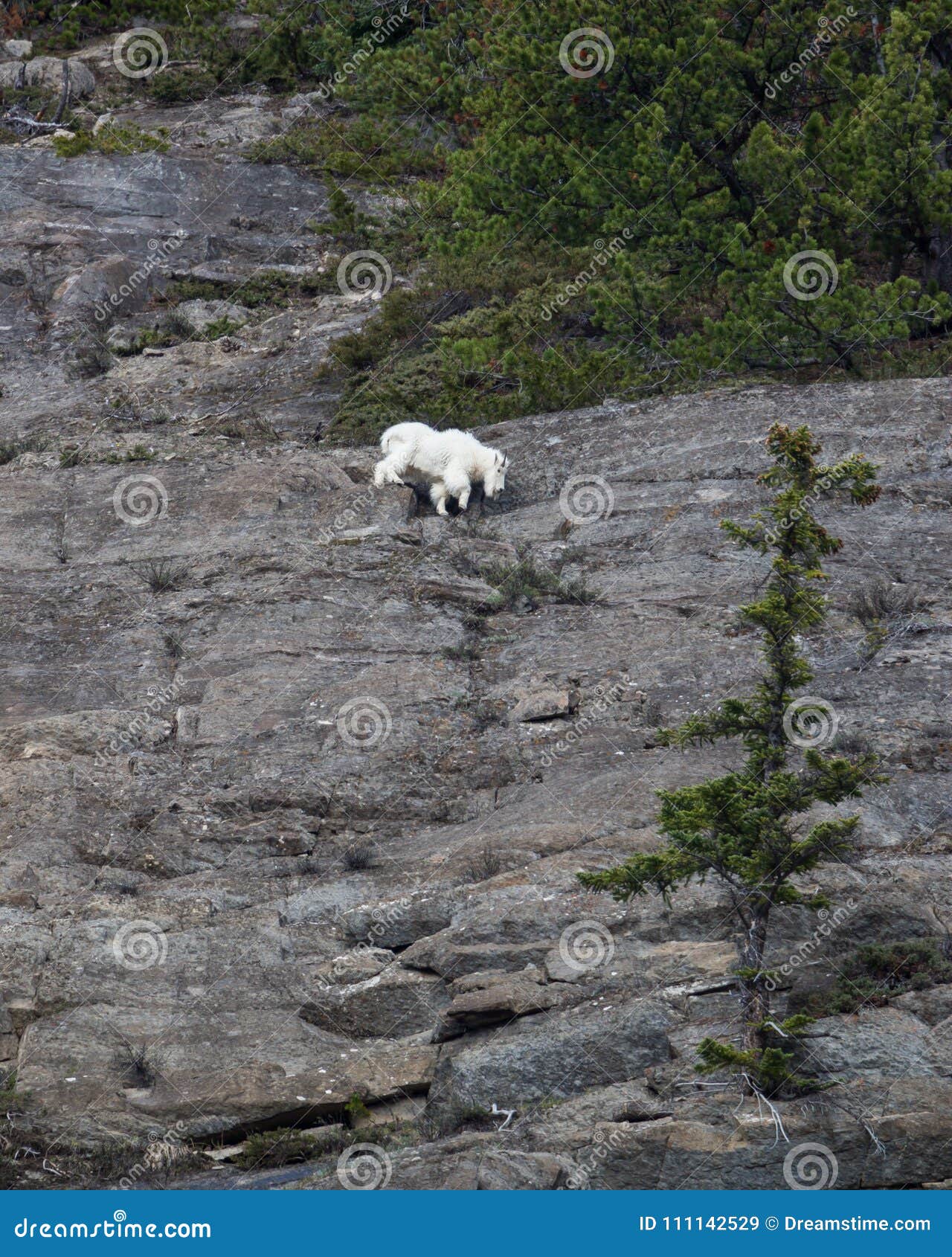Mountain Goat Descending Cliff Stock Image - Image of alberta, daytime ...