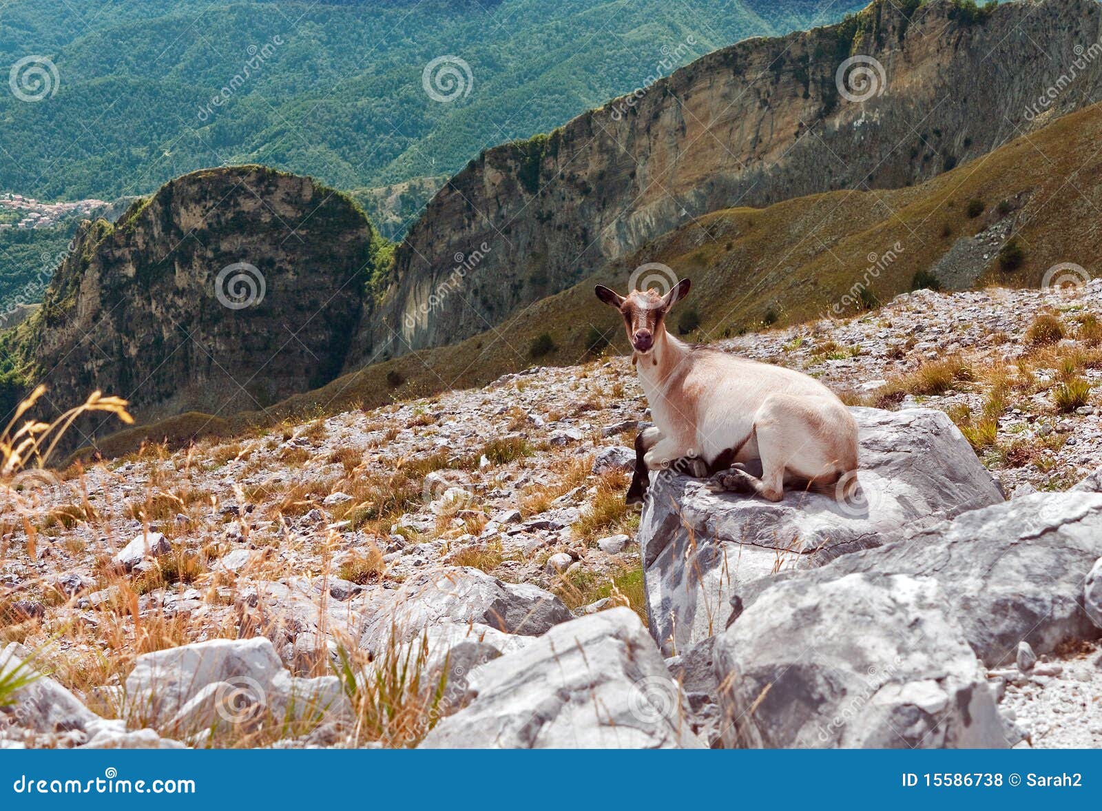 Mountain Goat in Natural Habitat Stock Photo - Image of mammal, face ...