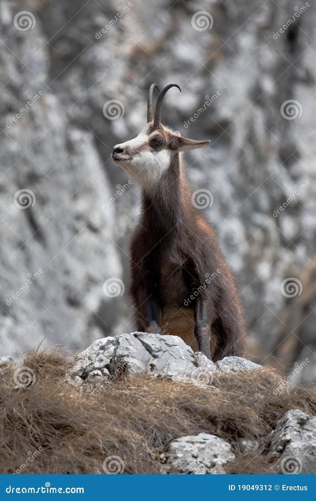 Mountain Goat in Natural Habitat Stock Photo - Image of environment ...
