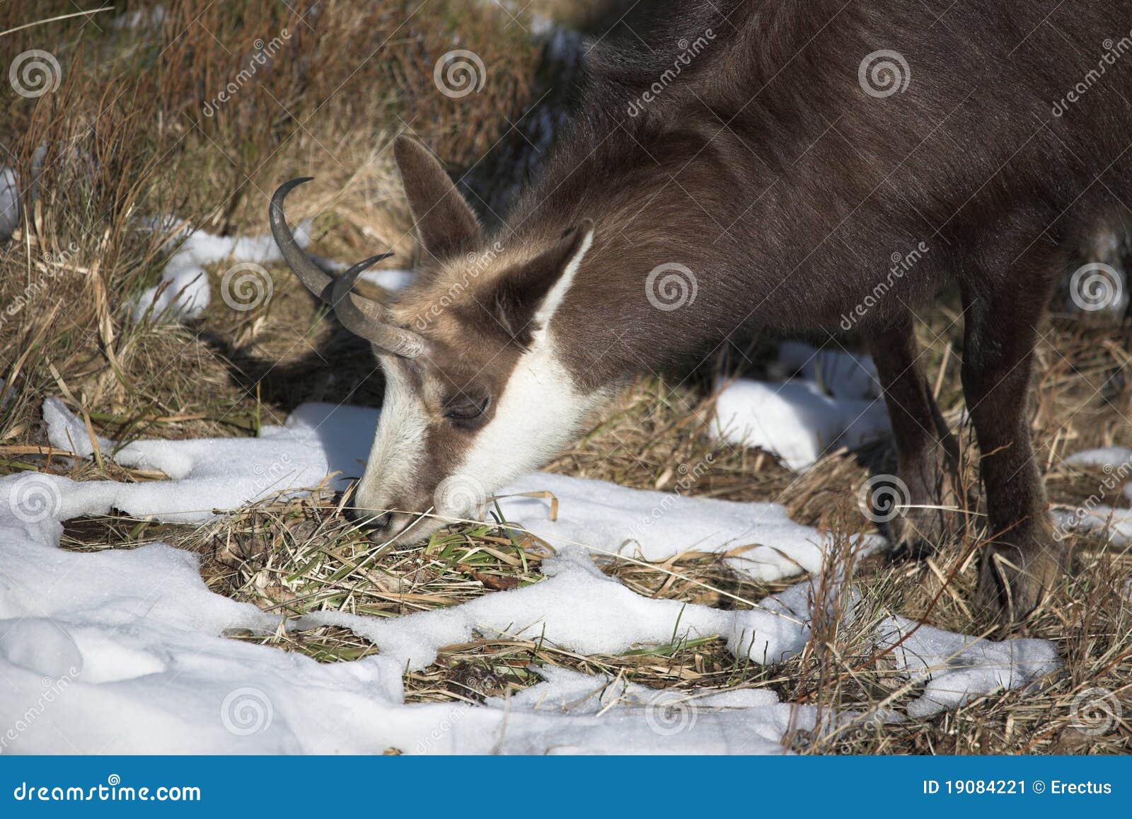 Mountain Goat in Natural Habitat Stock Image - Image of spring, grass ...