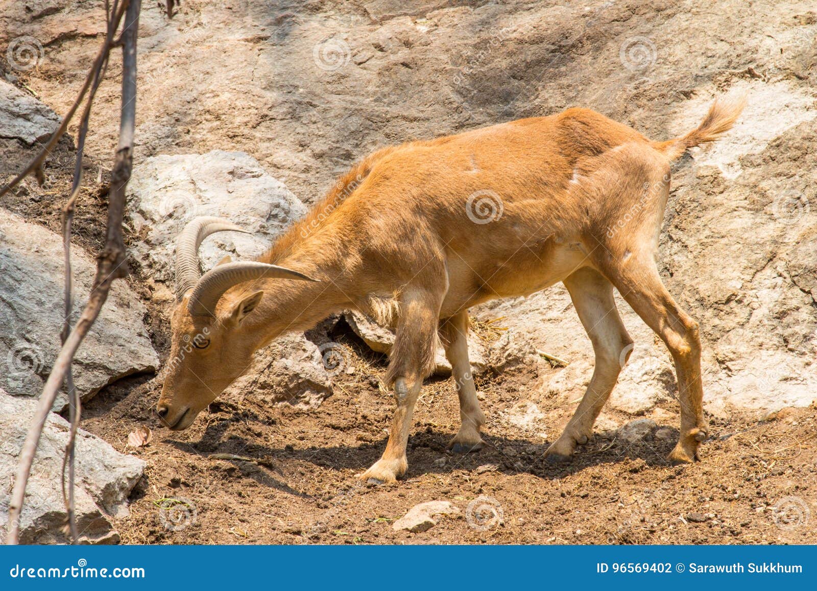 Mountain Goat in the Nature Habitat Stock Photo - Image of grass ...