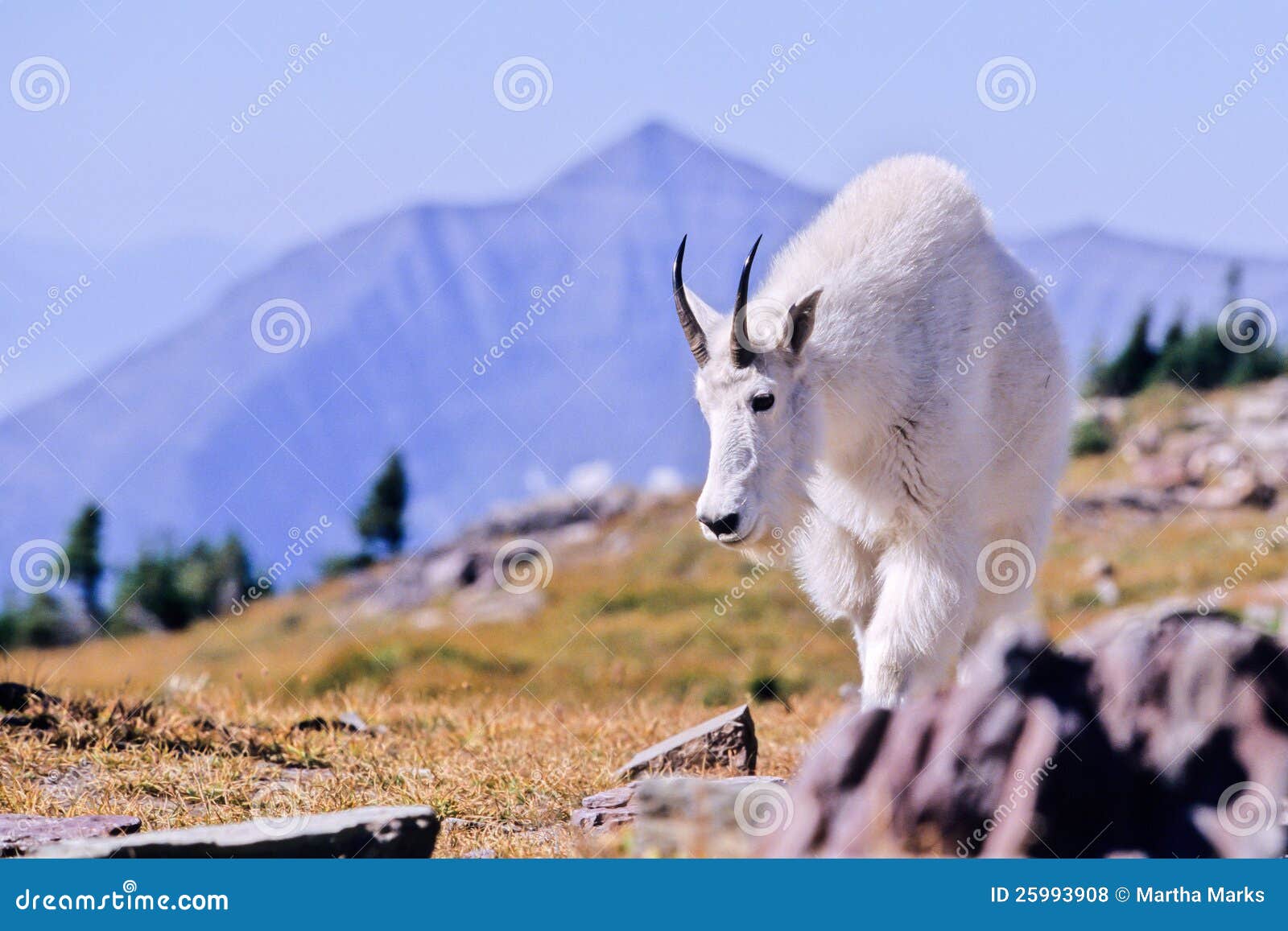 Mountain Goat, Oreamnos Americanus Stock Photo - Image of vista, body ...