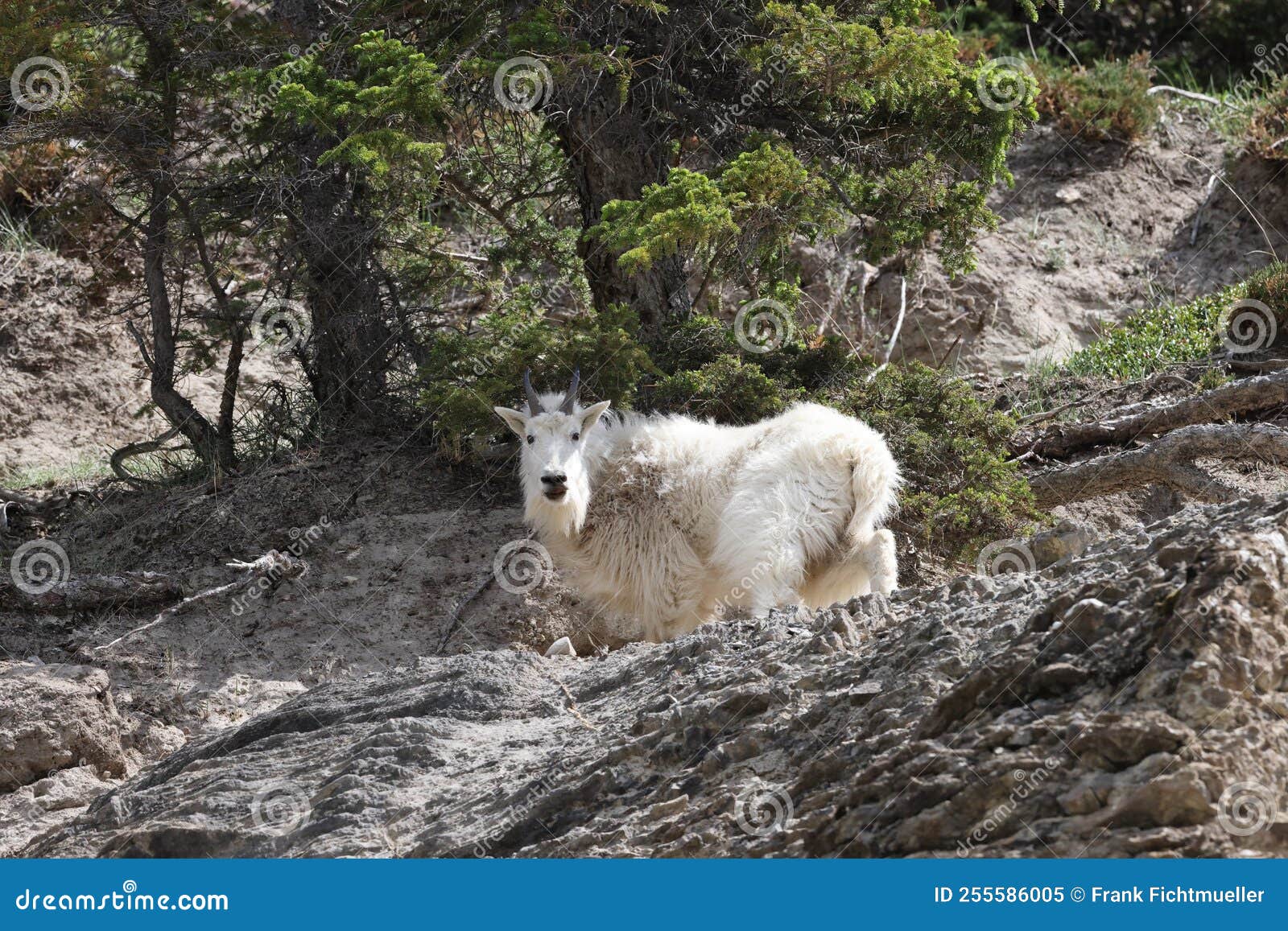 Mountain Goat Oreamnos Americanus Kanada Stock Image - Image of body ...