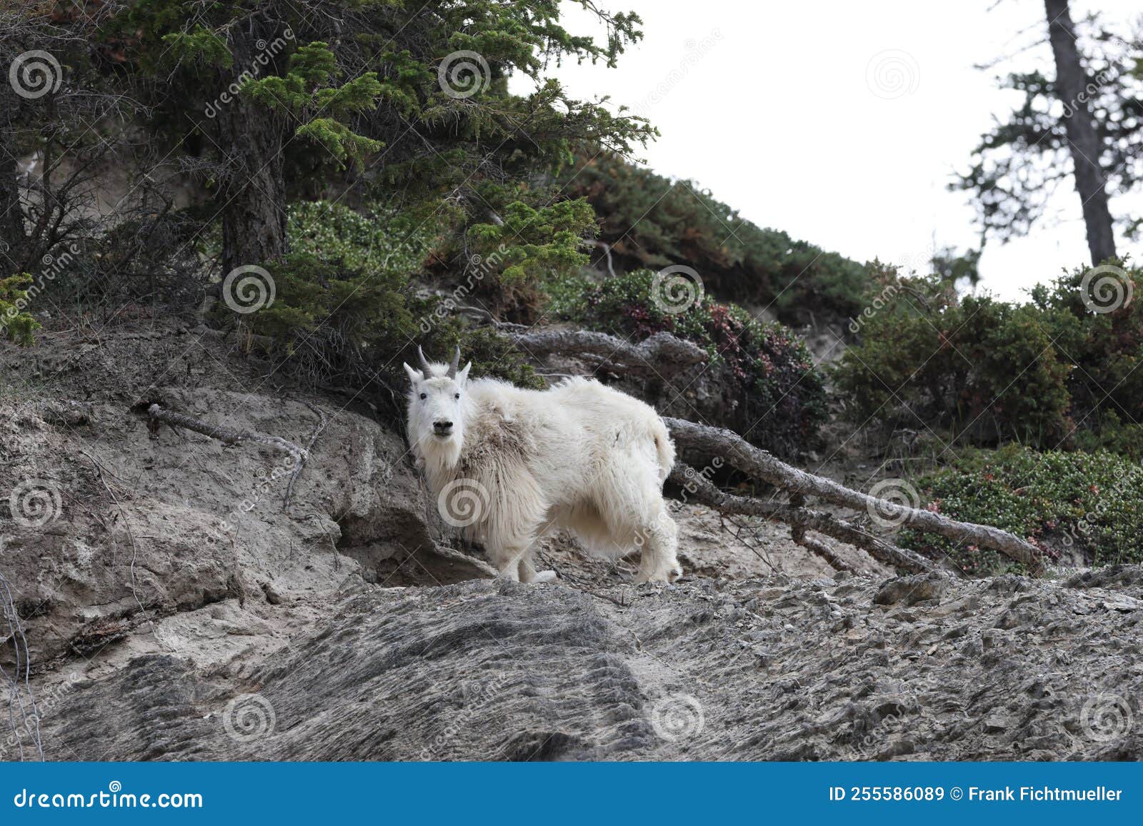 Mountain Goat Oreamnos Americanus Kanada Stock Image - Image of adult ...