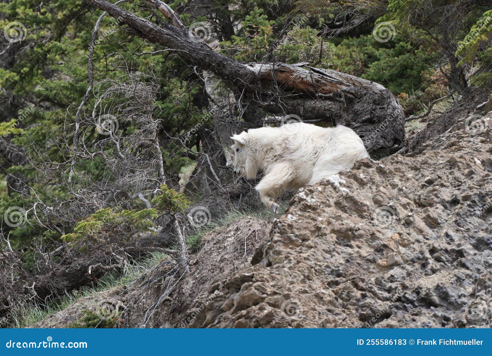 Mountain Goat Oreamnos Americanus Kanada Stock Image - Image of green ...