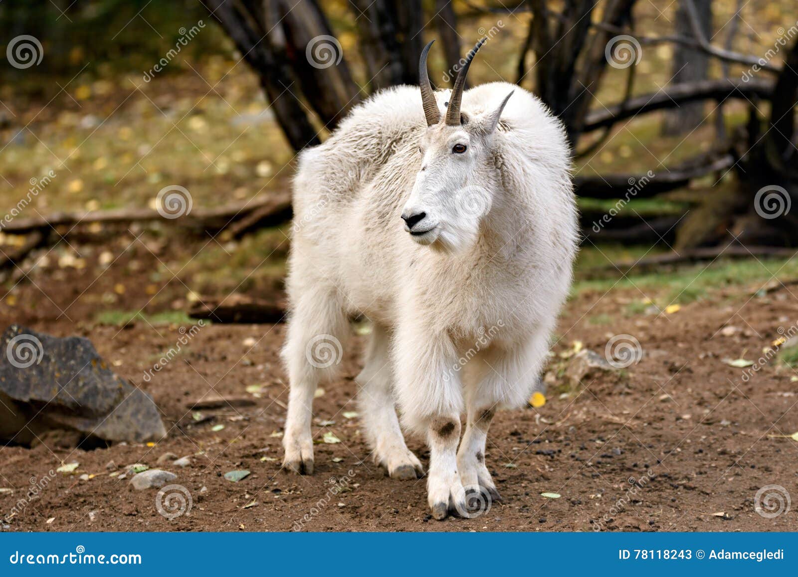 Mountain Goat ( Oreamnos Americanus ) Stock Image - Image of logan ...