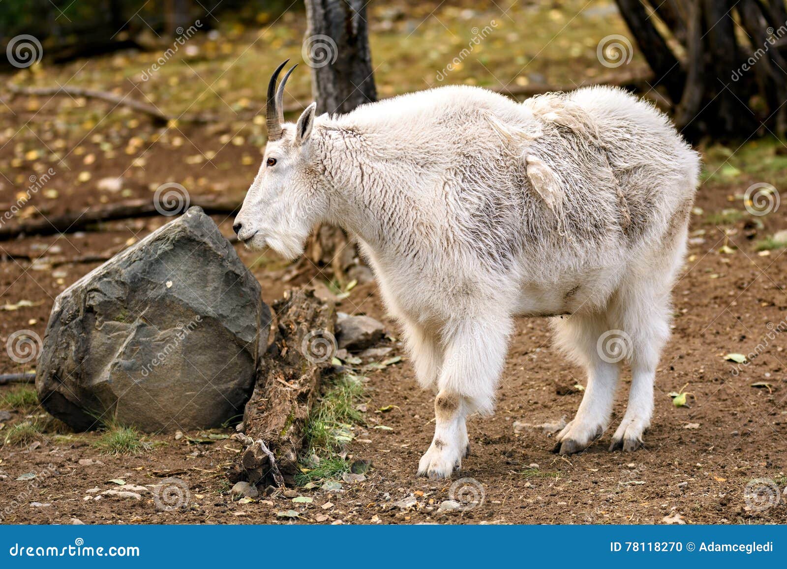 Mountain Goat ( Oreamnos Americanus ) Stock Photo - Image of meadow ...