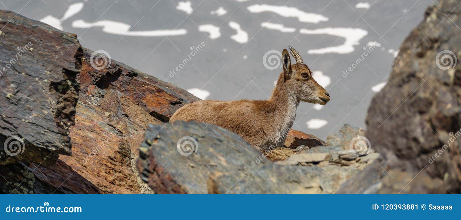 Mountain Goat Panorama on Mountain Peak Stock Image - Image of animal ...