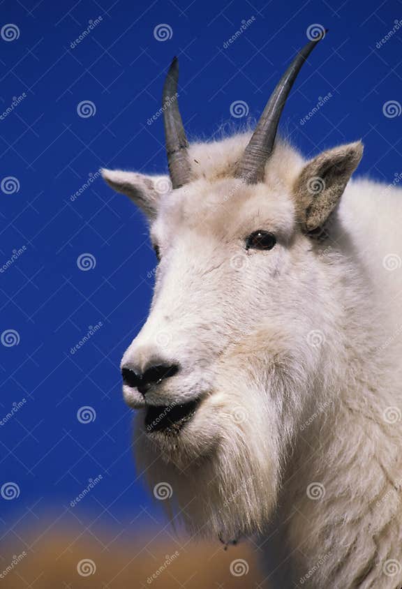 Mountain Goat Portrait stock image. Image of wilderness - 8564537