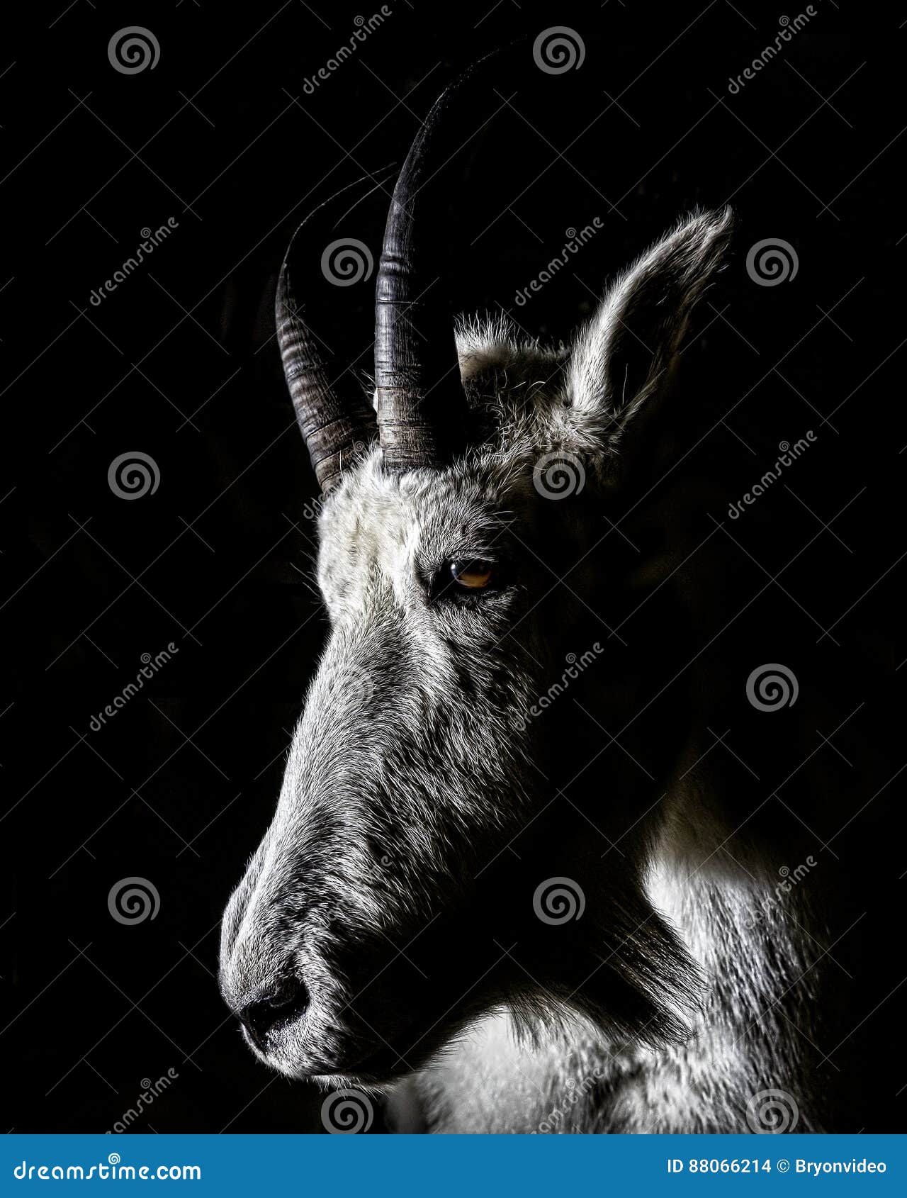 Goat. Portrait Of A Goat On A Farm In The Village. Beautiful Goats ...