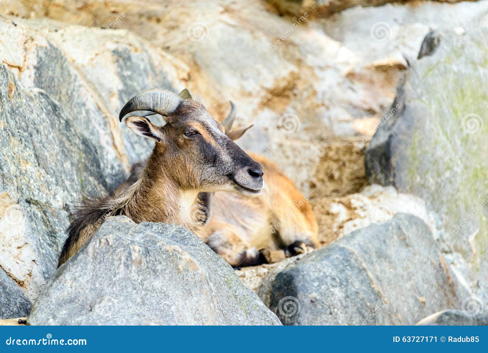Mountain Goat Portrait stock image. Image of round, nature - 63727171