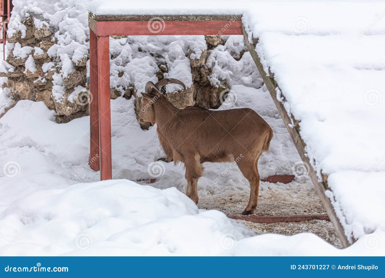 Mountain Goat Portrait in the Zoo on Snow Stock Image - Image of ...