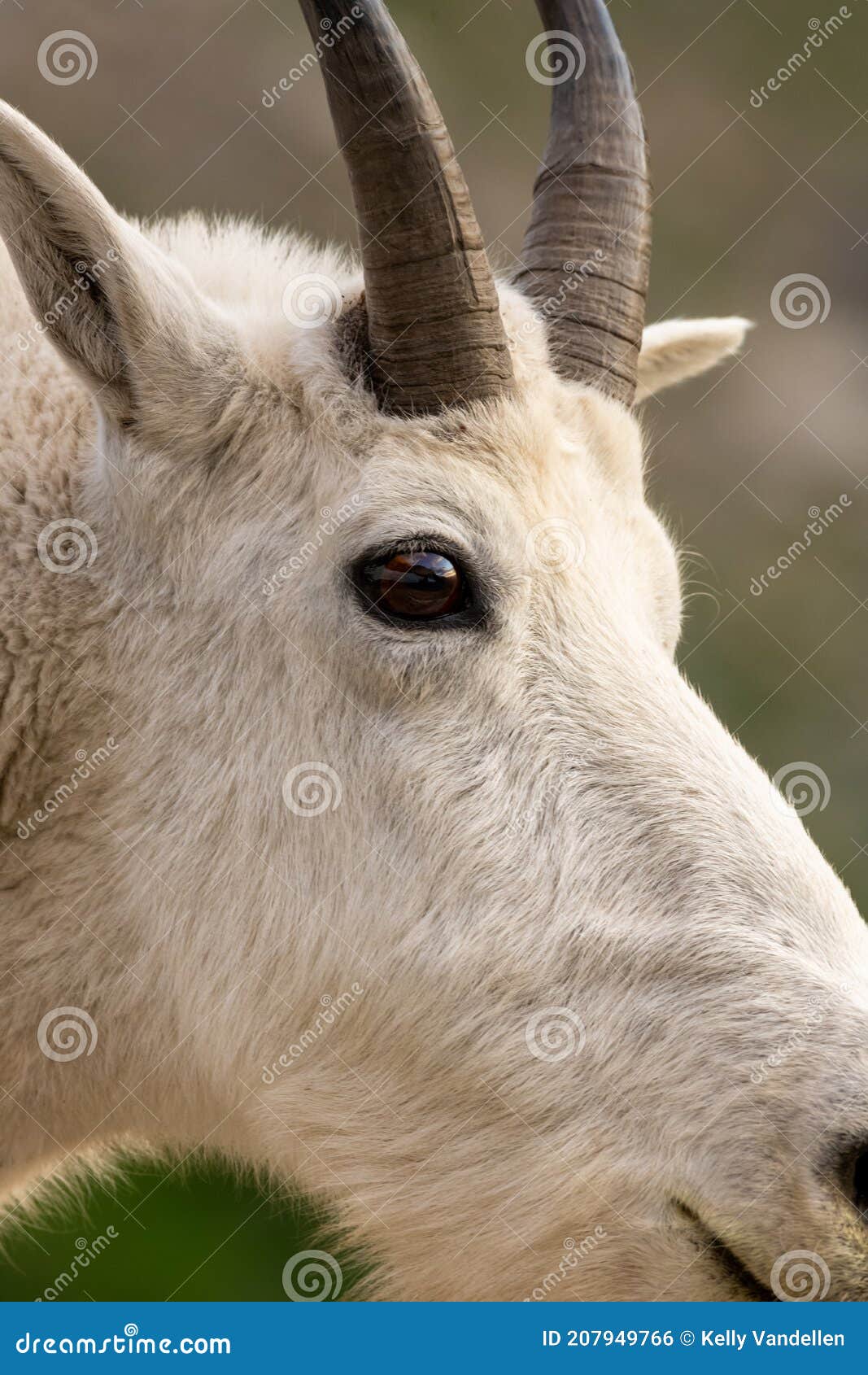 Mountain Goat Profile Clsoe Up Stock Photo - Image of horns, hiking ...