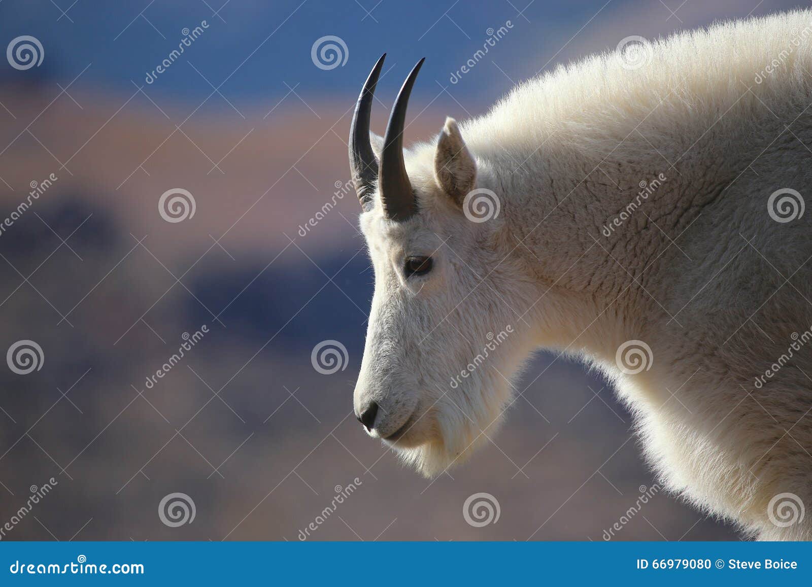 Mountain Goat Profile stock photo. Image of isolated - 66979080