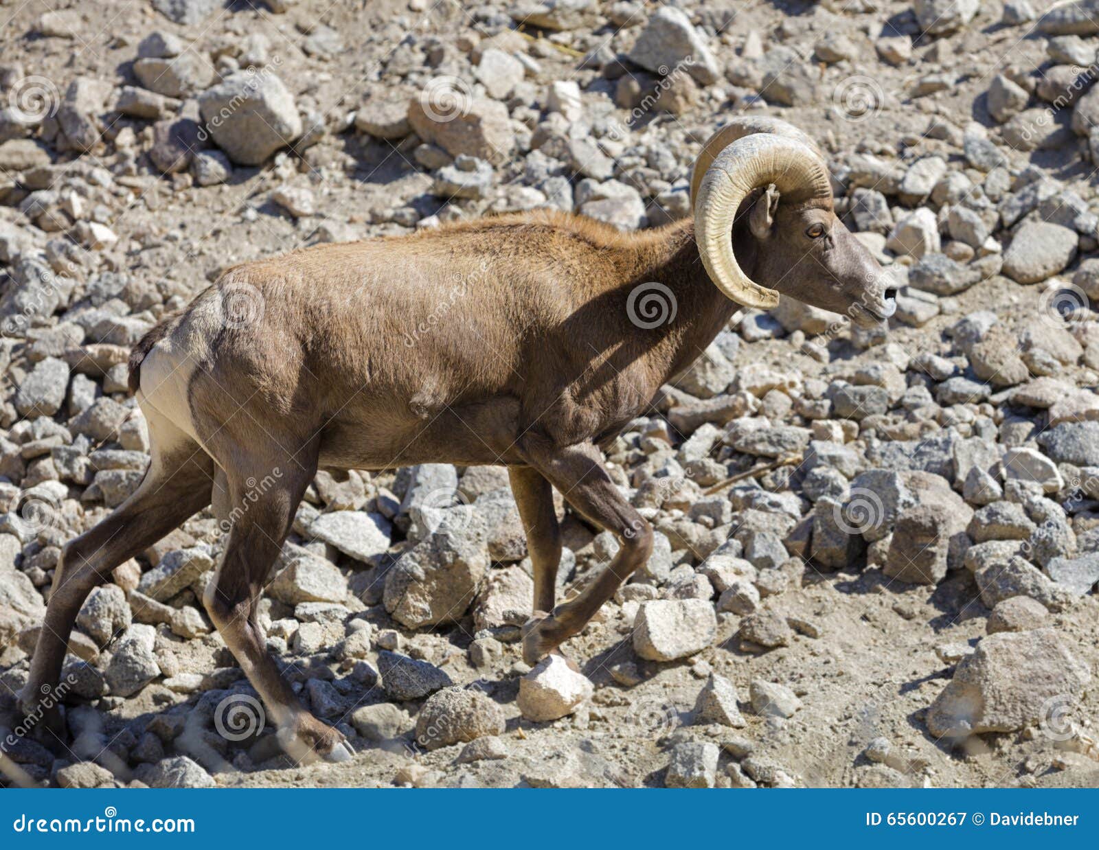 Mountain Goat Ram Walking stock image. Image of walking - 65600267