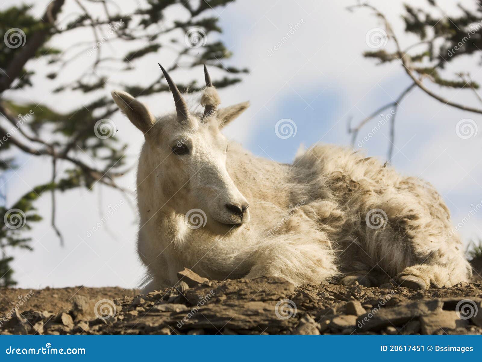 Mountain Goat Resting stock image. Image of horns, colorado - 20617451