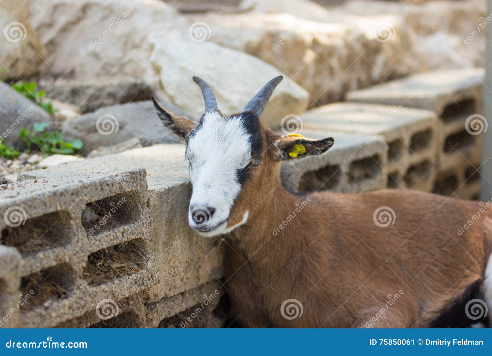 Mountain Goat Resting Leaning Against the Wall of Bricks Stock Image ...