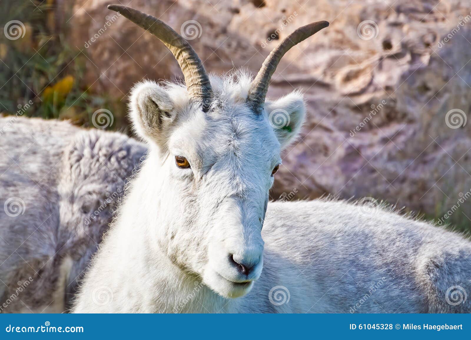 Mountain Goat Resting stock photo. Image of curled, herbivore - 61045328