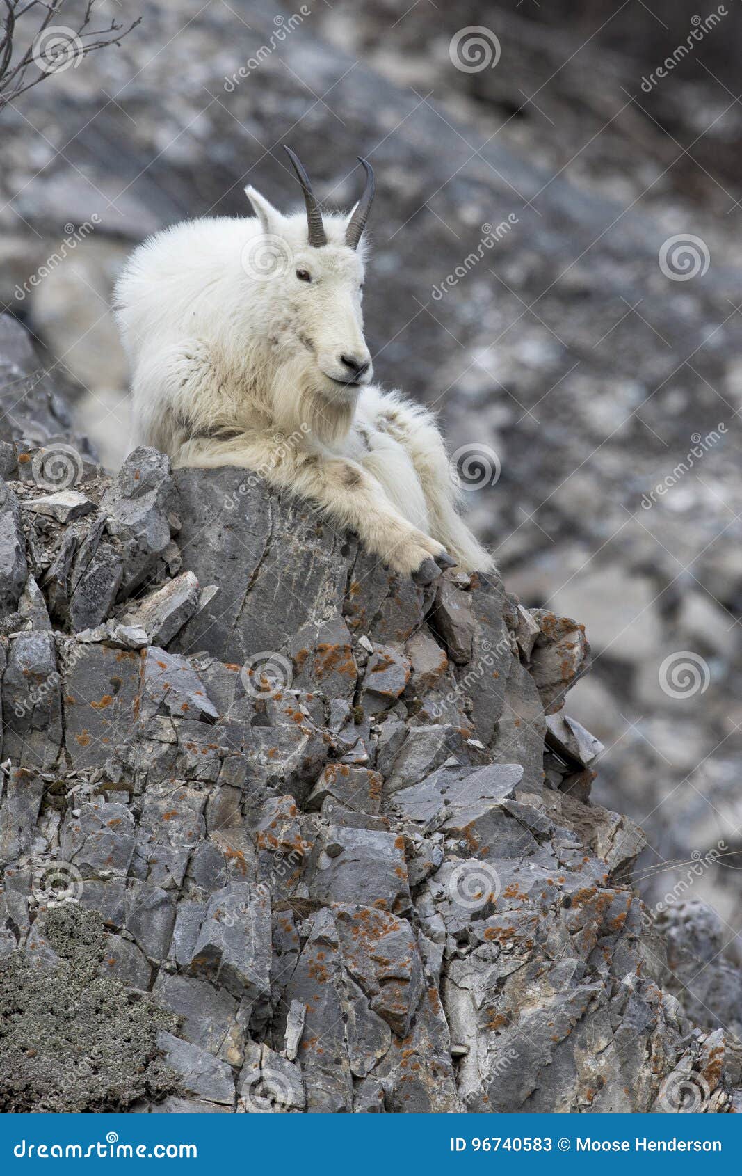 Mountain Goat on Rock Ledge Stock Image - Image of green, mountain ...