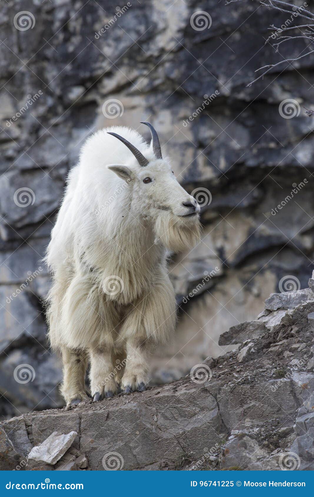 Mountain Goat on Rock Ledge Stock Image - Image of rocks, high: 96741225