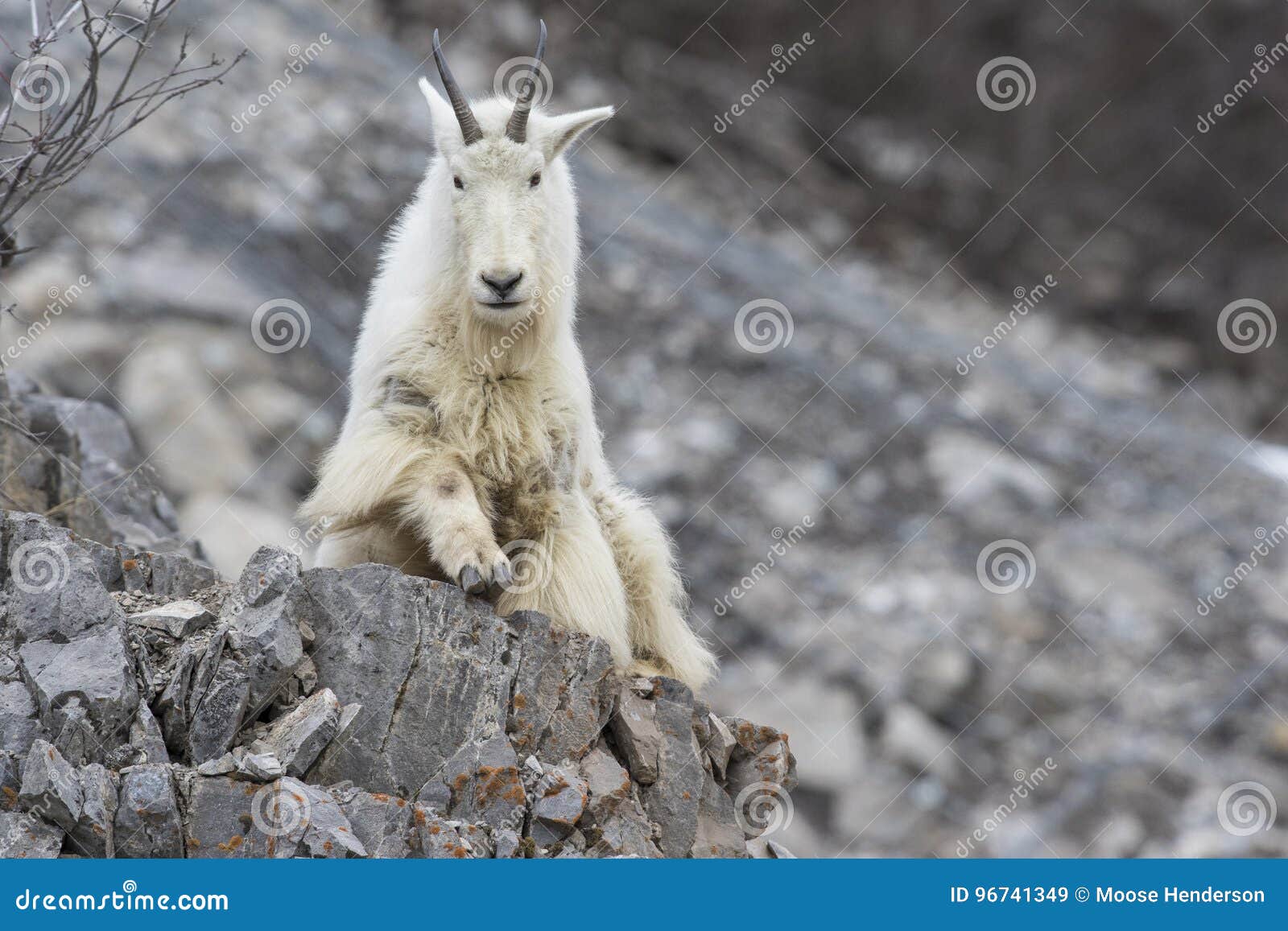 Mountain Goat on Rock Ledge Stock Image - Image of white, oreamnos ...