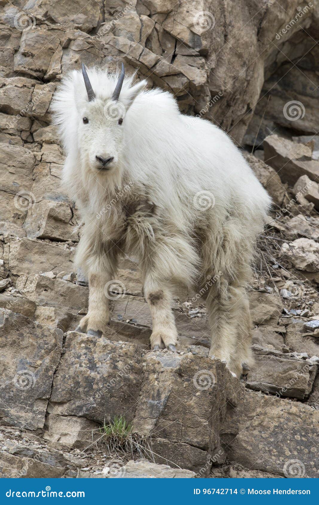 Mountain Goat on Rock Ledge Stock Photo - Image of conifer, rock: 96742714