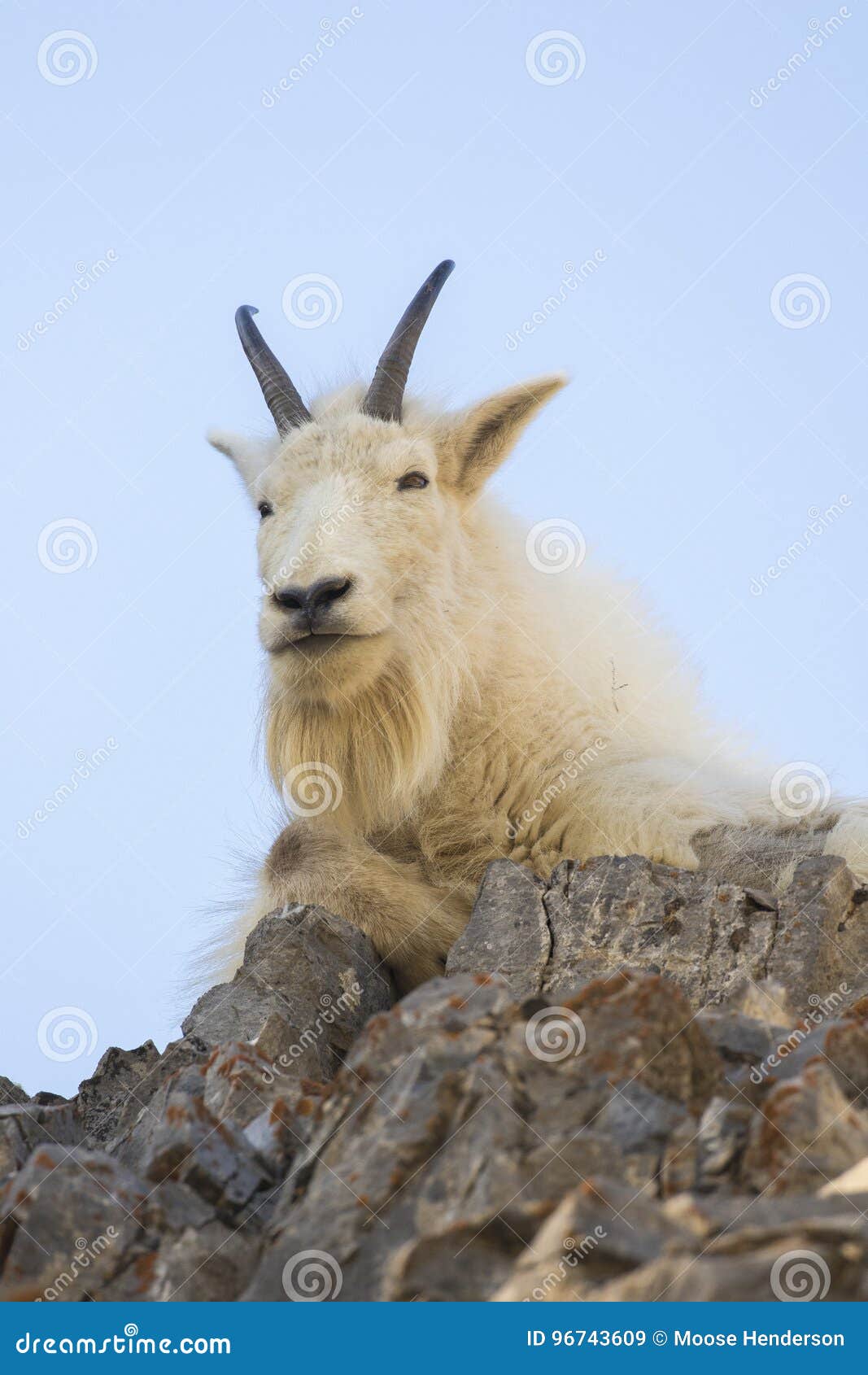 Mountain Goat on Rock Ledge Stock Image - Image of stand, blue: 96743609