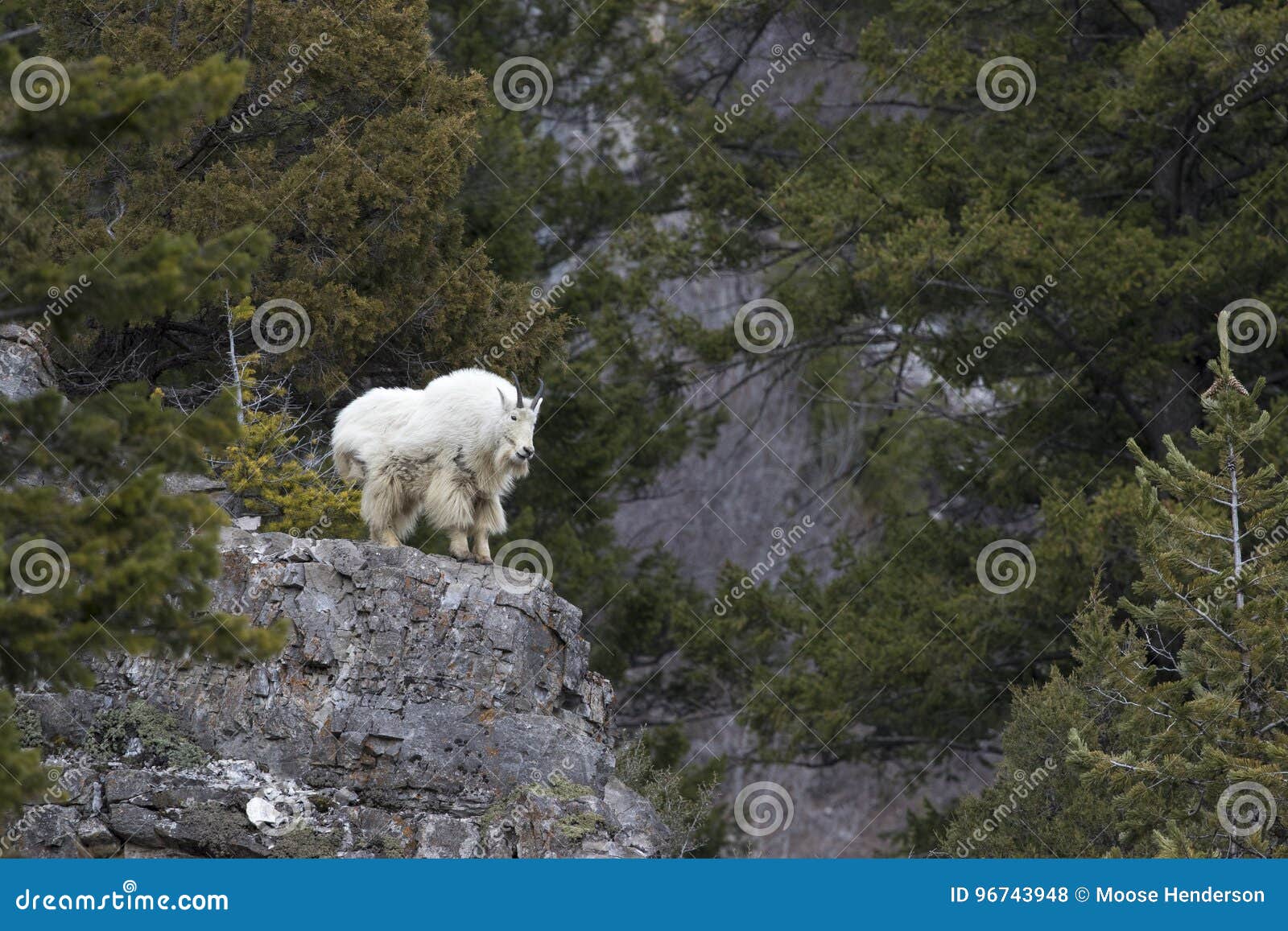 Mountain Goat on Rock Ledge Stock Photo - Image of conifer, rocky: 96743948