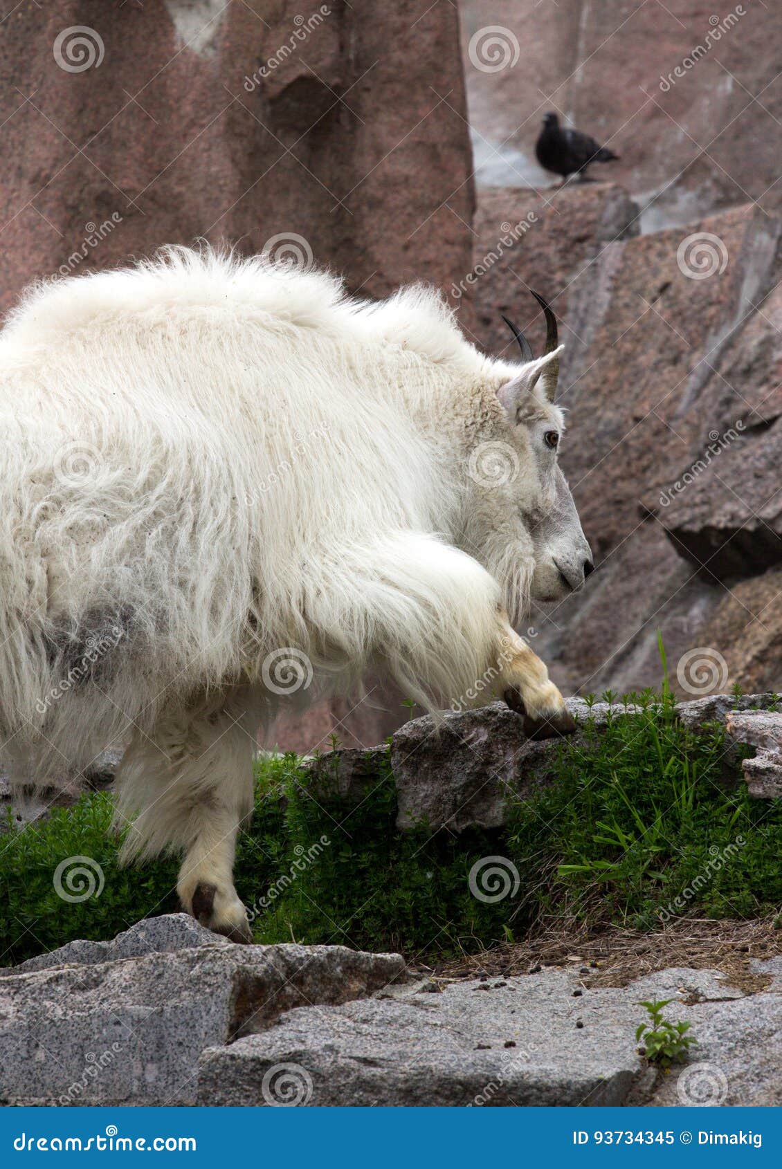 Mountain goat on the rock stock image. Image of hoofed - 93734345