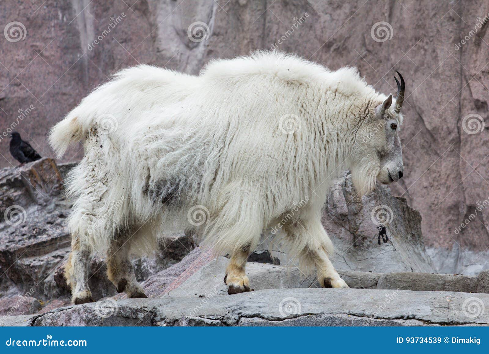 Mountain goat on the rock stock image. Image of mammal - 93734539