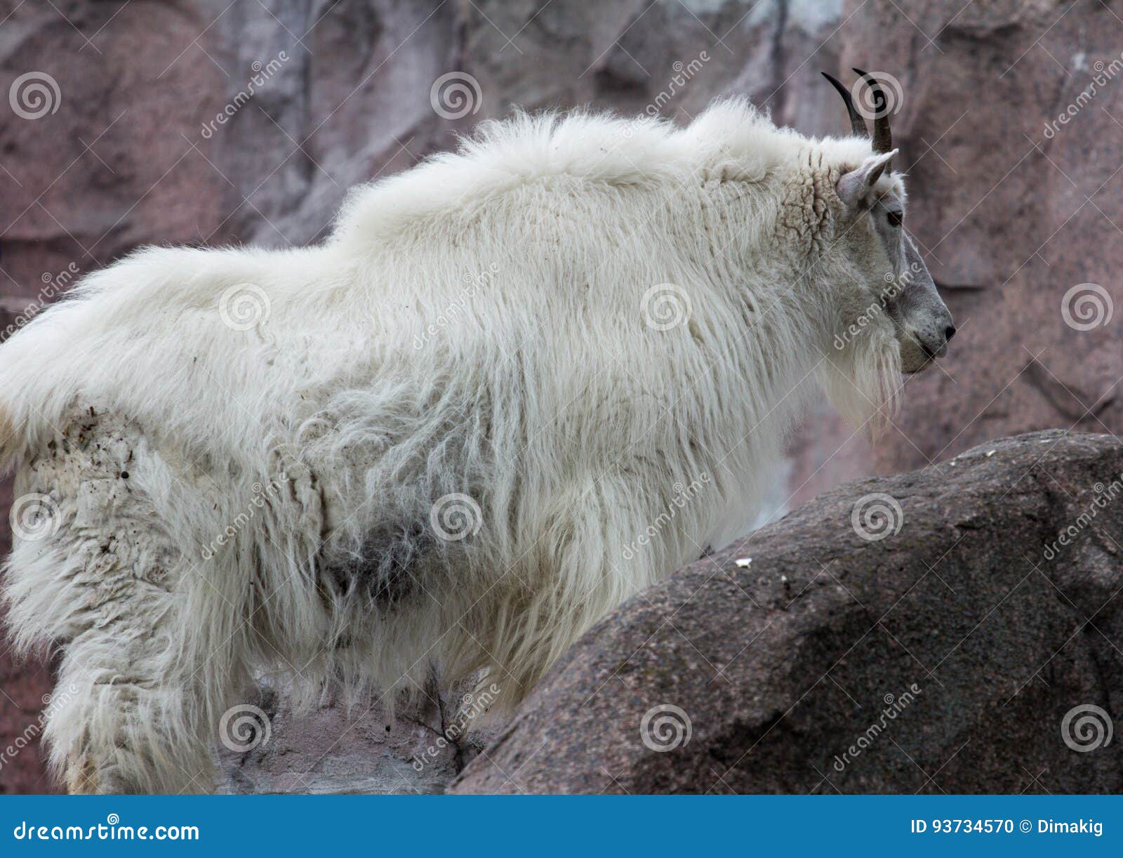 Mountain goat on the rock stock photo. Image of mountain - 93734570