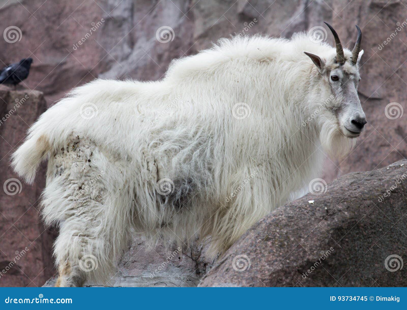 Mountain goat on the rock stock image. Image of park - 93734745