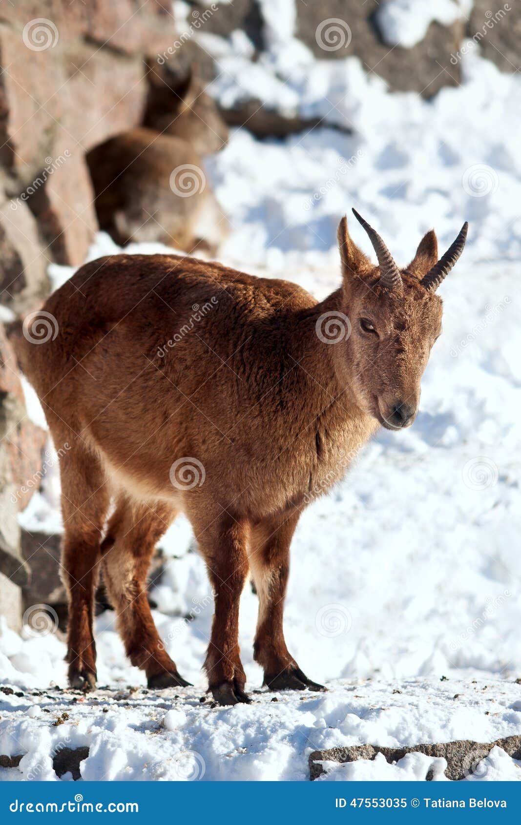 Mountain goat on the rocks stock image. Image of mammal - 47553035