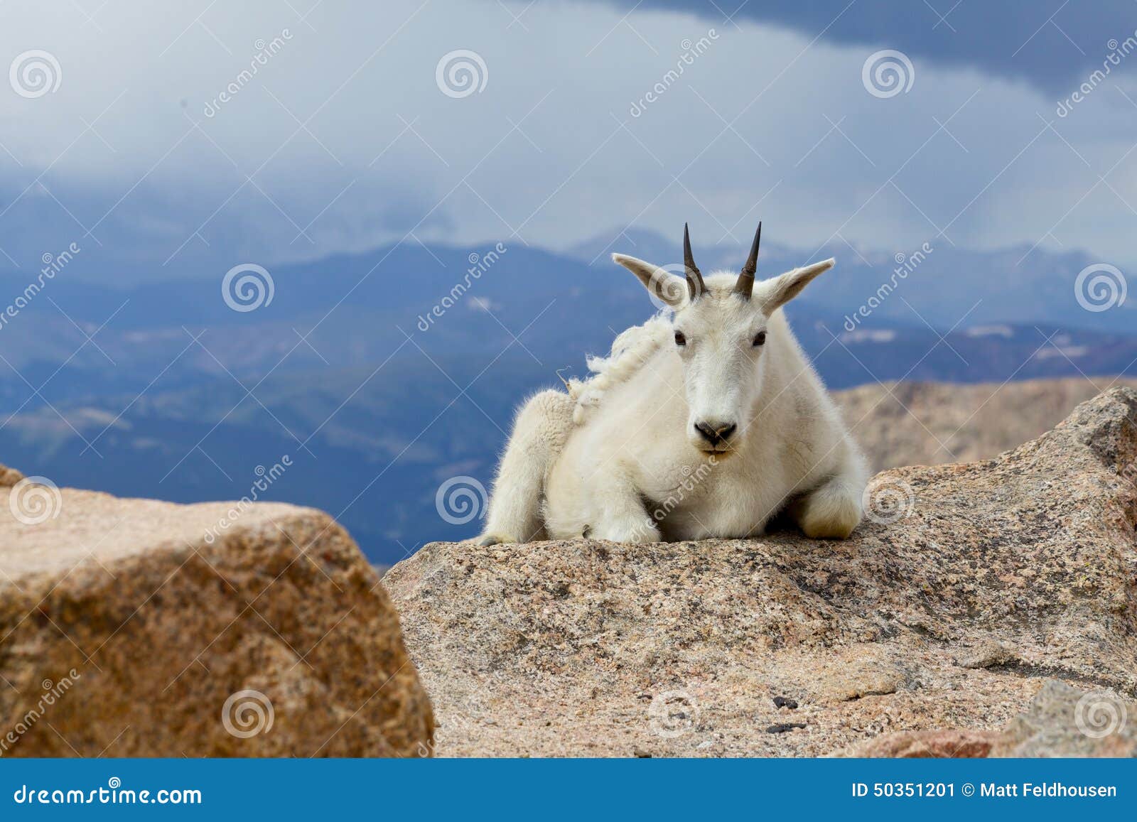 Mountain Goat stock image. Image of scenic, animals, wilderness - 50351201