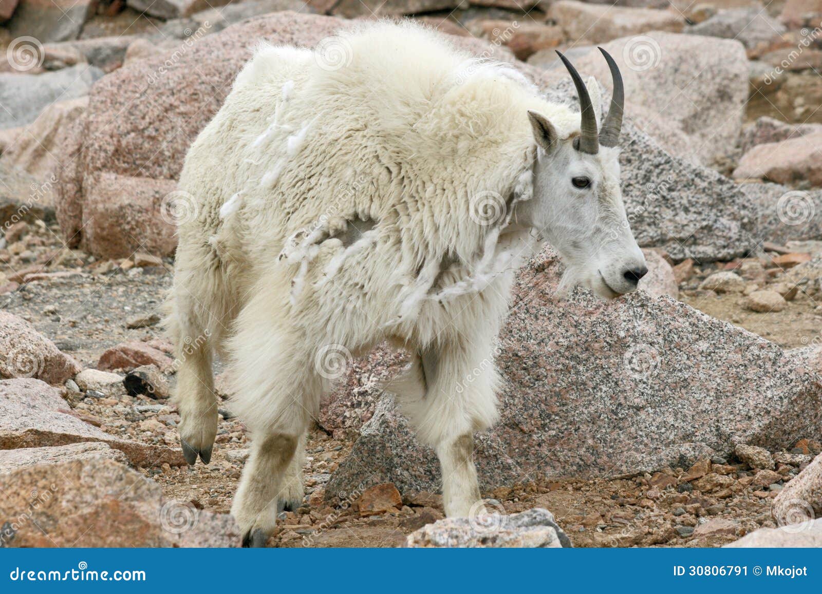 Mountain Goat Shedding Wool Stock Image - Image of outdoors, nature ...