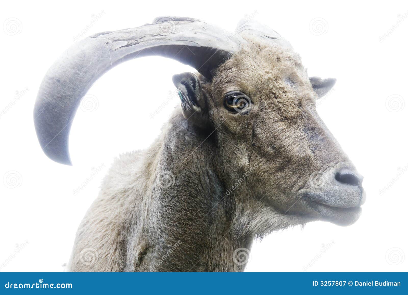 Mountain goat side view stock image. Image of mountain - 3257807