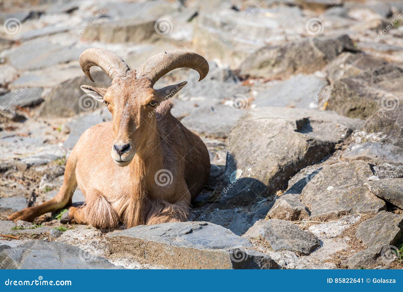 Mountain Goat Sitting on the Stones Stock Image - Image of ibex, animal ...