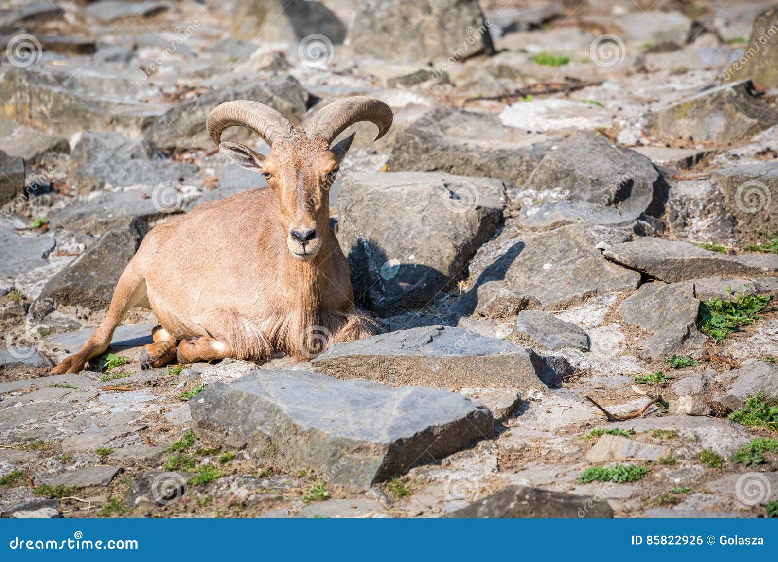 Mountain Goat Sitting on the Stones Stock Photo - Image of copy, ramon ...