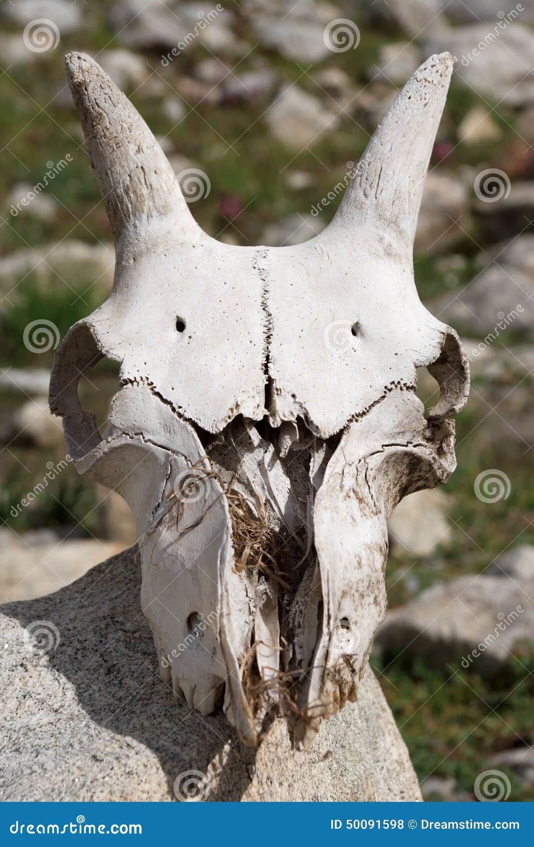 Mountain Goat Skull