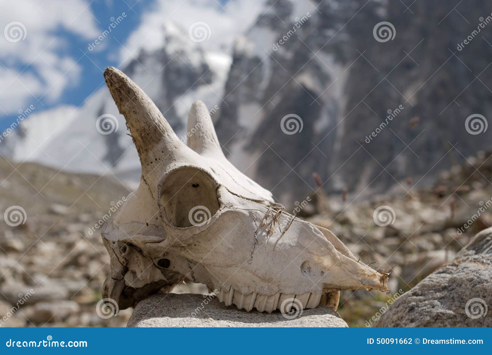 Mountain goat skull stock photo. Image of inside, outdoors - 50091662
