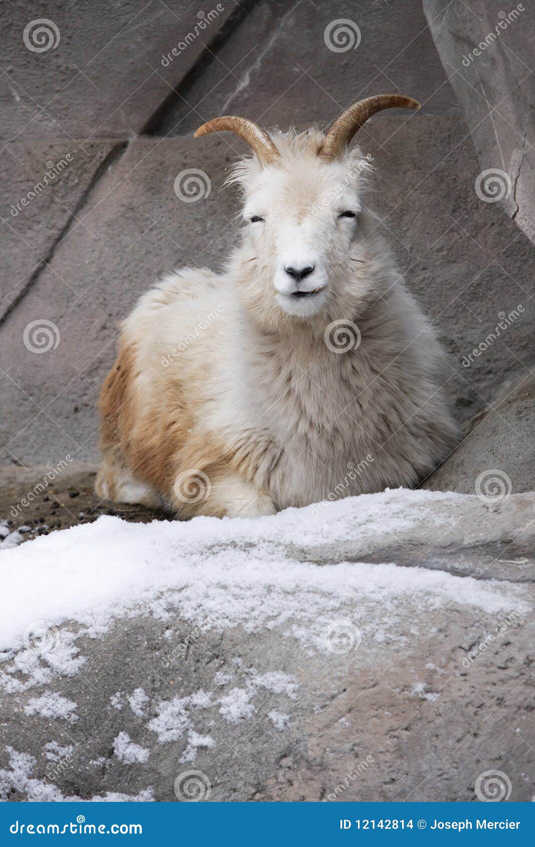 Mountain Goat in Snow stock photo. Image of climb, shaggy - 12142814