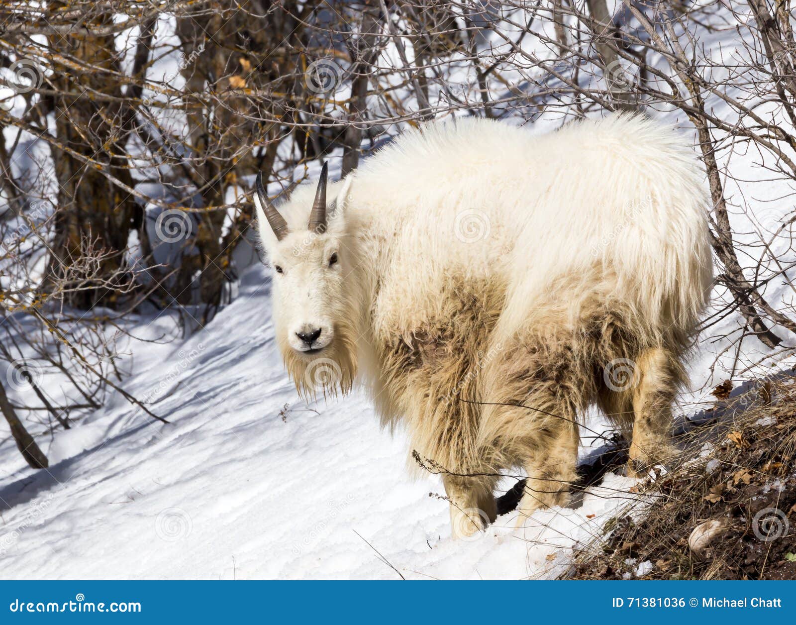 Mountain Goat stock photo. Image of billy, goat, snow - 71381036