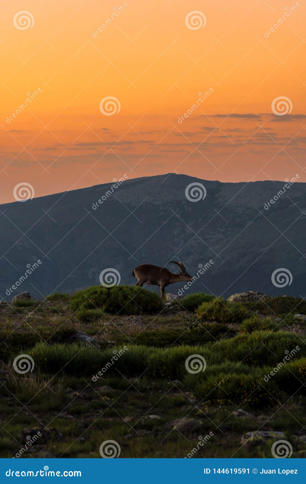 The mountain goat stock image. Image of mammal, male - 144619591