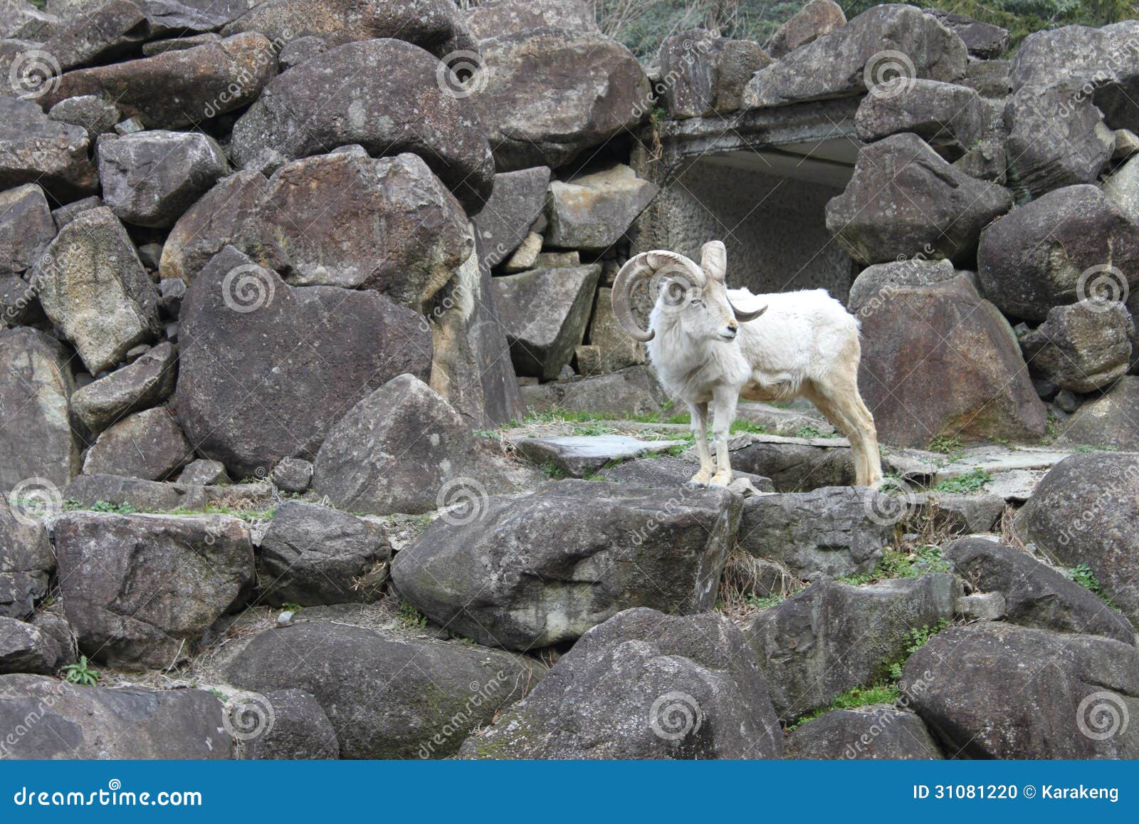 Mountain Goat Stand on the Mountain Rock Stock Photo - Image of high ...