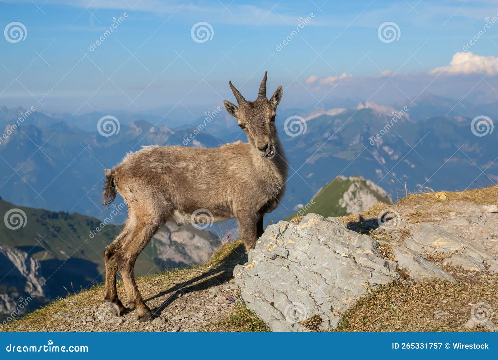 Mountain Goat Standing on the Edge of the Hill Stock Image - Image of ...
