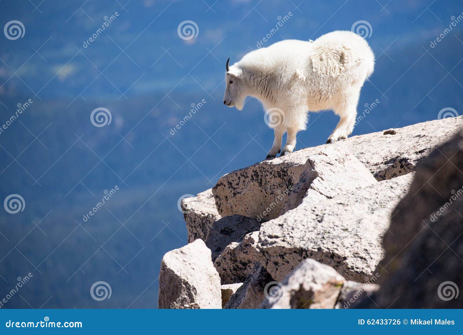 Mountain Goat Standing on Edge of Mountain Stock Photo - Image of hair ...