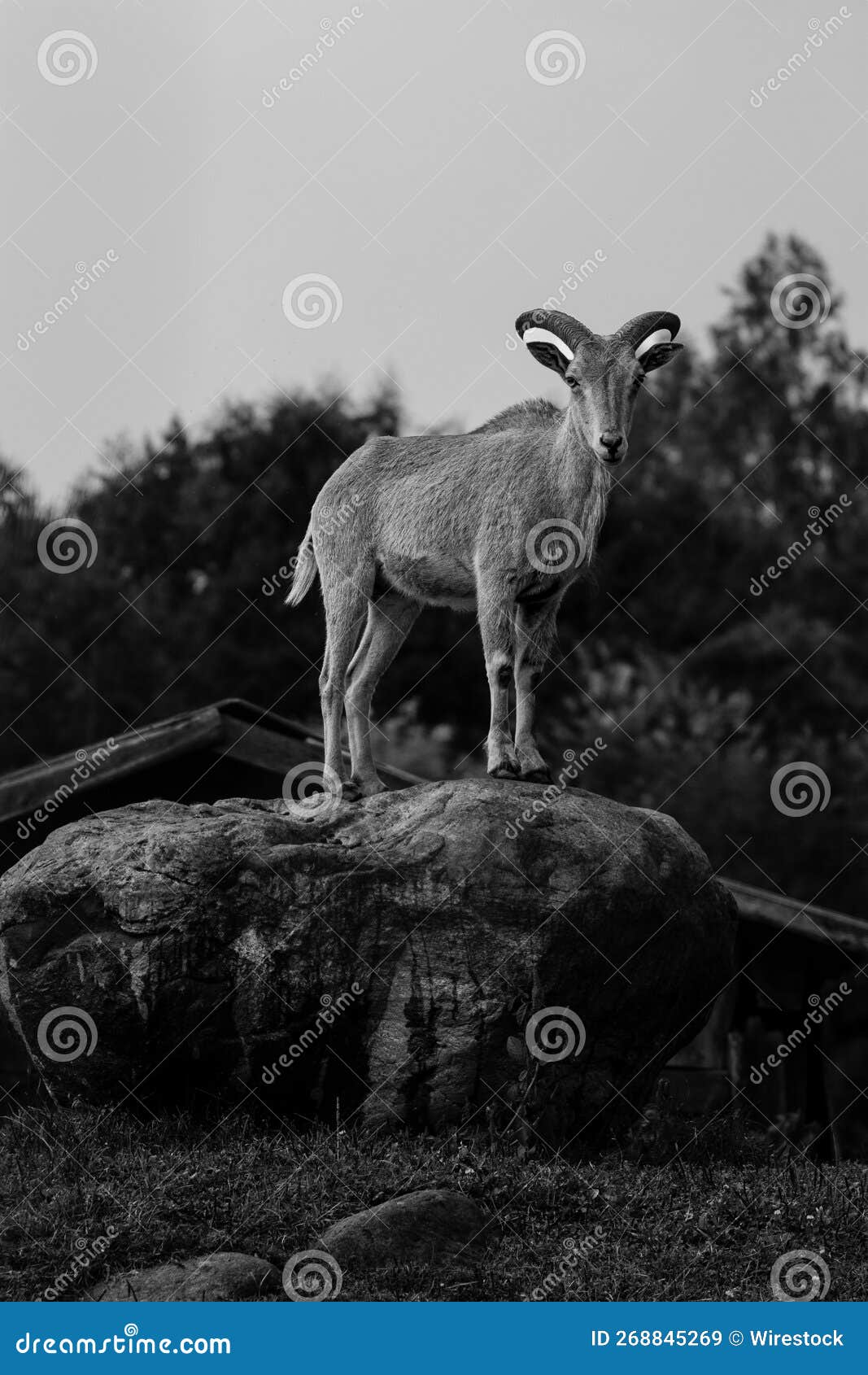 Mountain Goat Standing on Rock Stock Image - Image of goat, agriculture ...