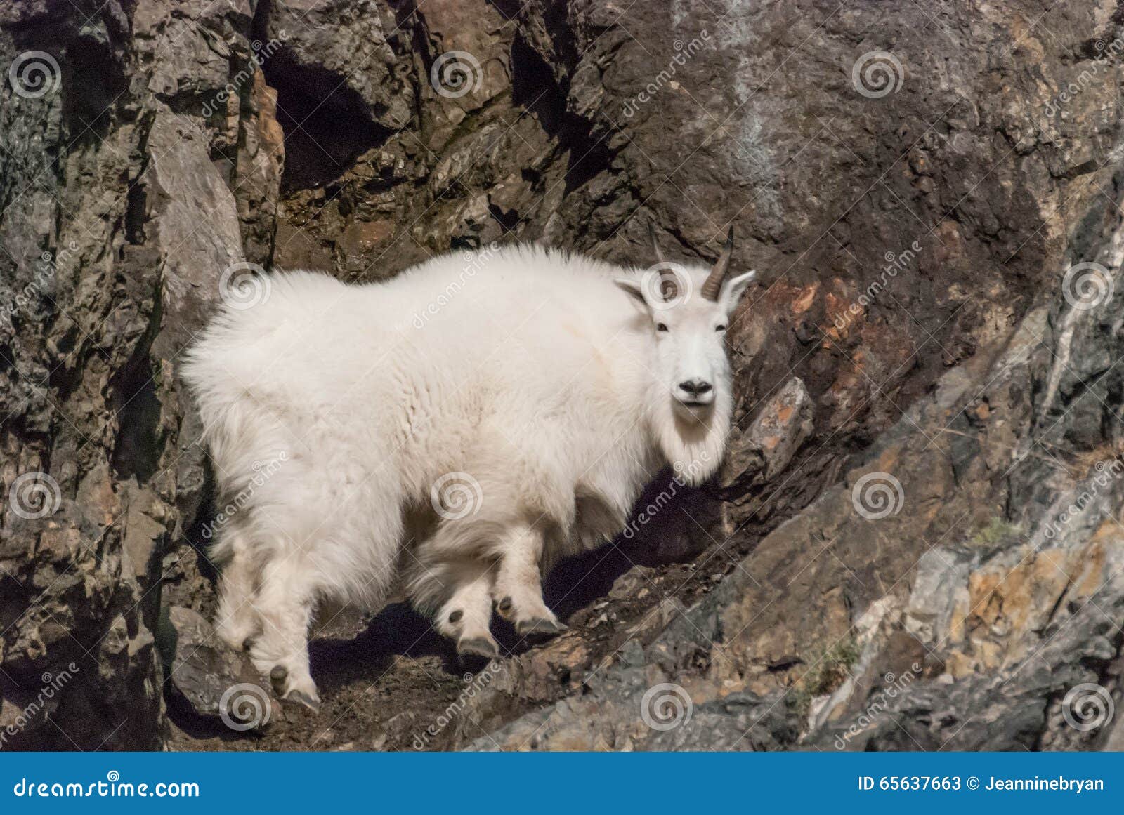 Rocky Mountain Goat Cliff